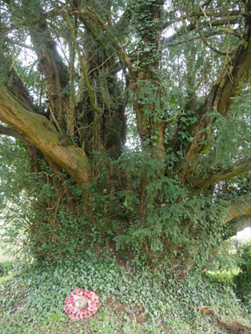 New Ancient Exceptional yew discovered - Ancient Yew Group