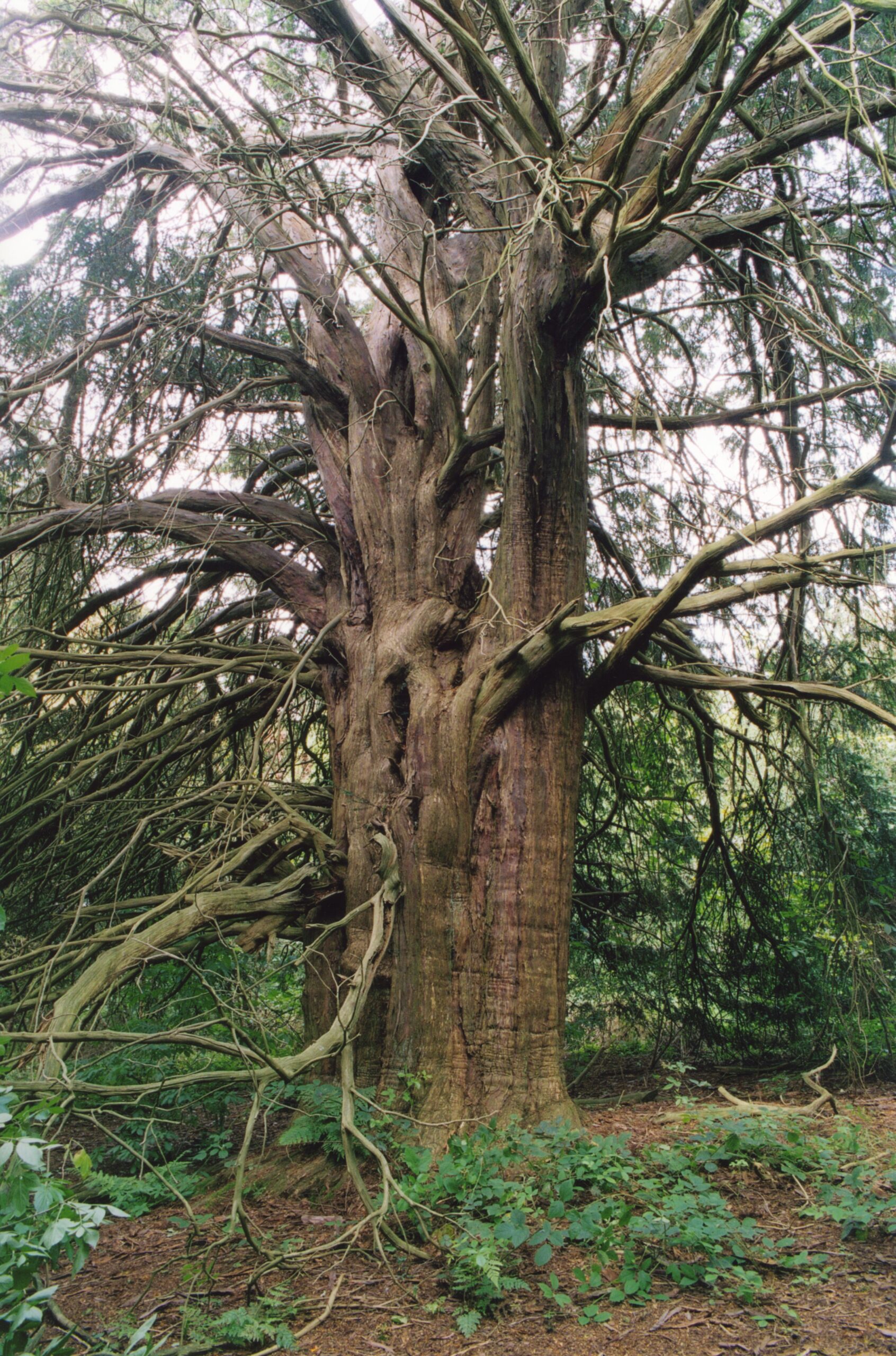 Acton Burnell (Yew Tree Piece) - Ancient Yew Group