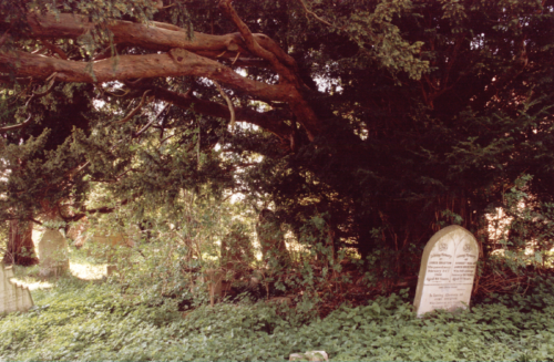 Ifield - Ancient Yew Group