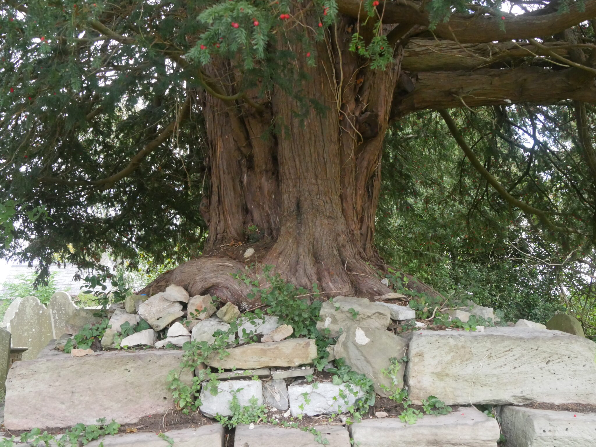 AYG - New website - Ancient Yew Group