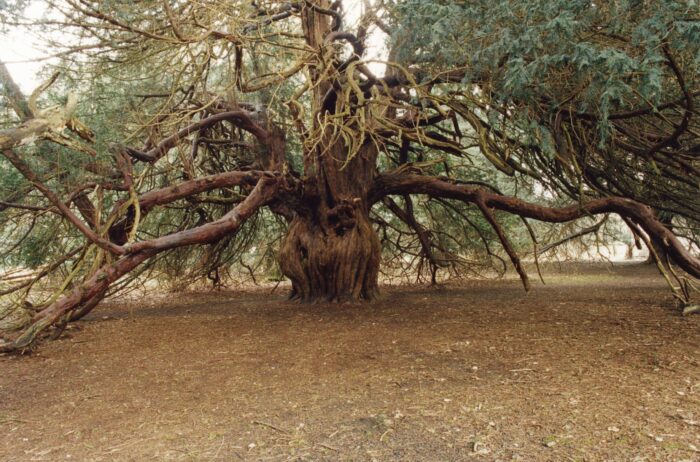 Newlands Corner 1st Grove 632 - Ancient Yew Group