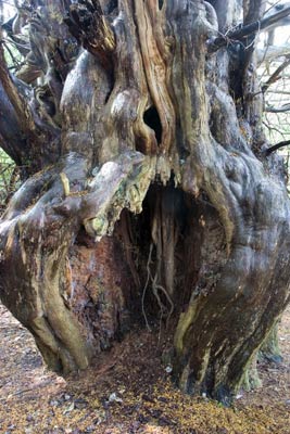Newlands Corner 1st Grove 632 - Ancient Yew Group