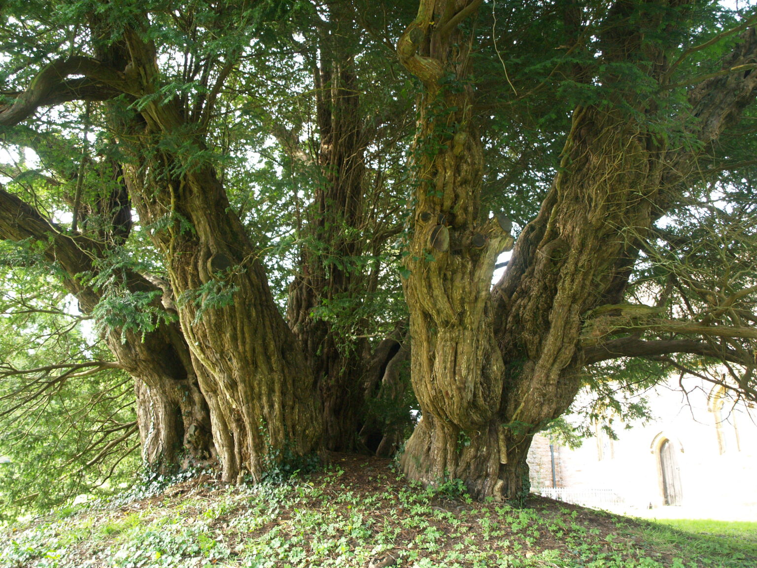 AYG - New website - Ancient Yew Group