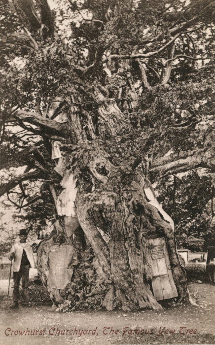 Crowhurst - Surrey - Ancient Yew Group