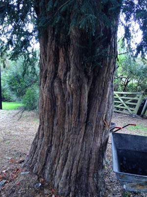 Otterwood - Beaulieu - Ancient Yew Group